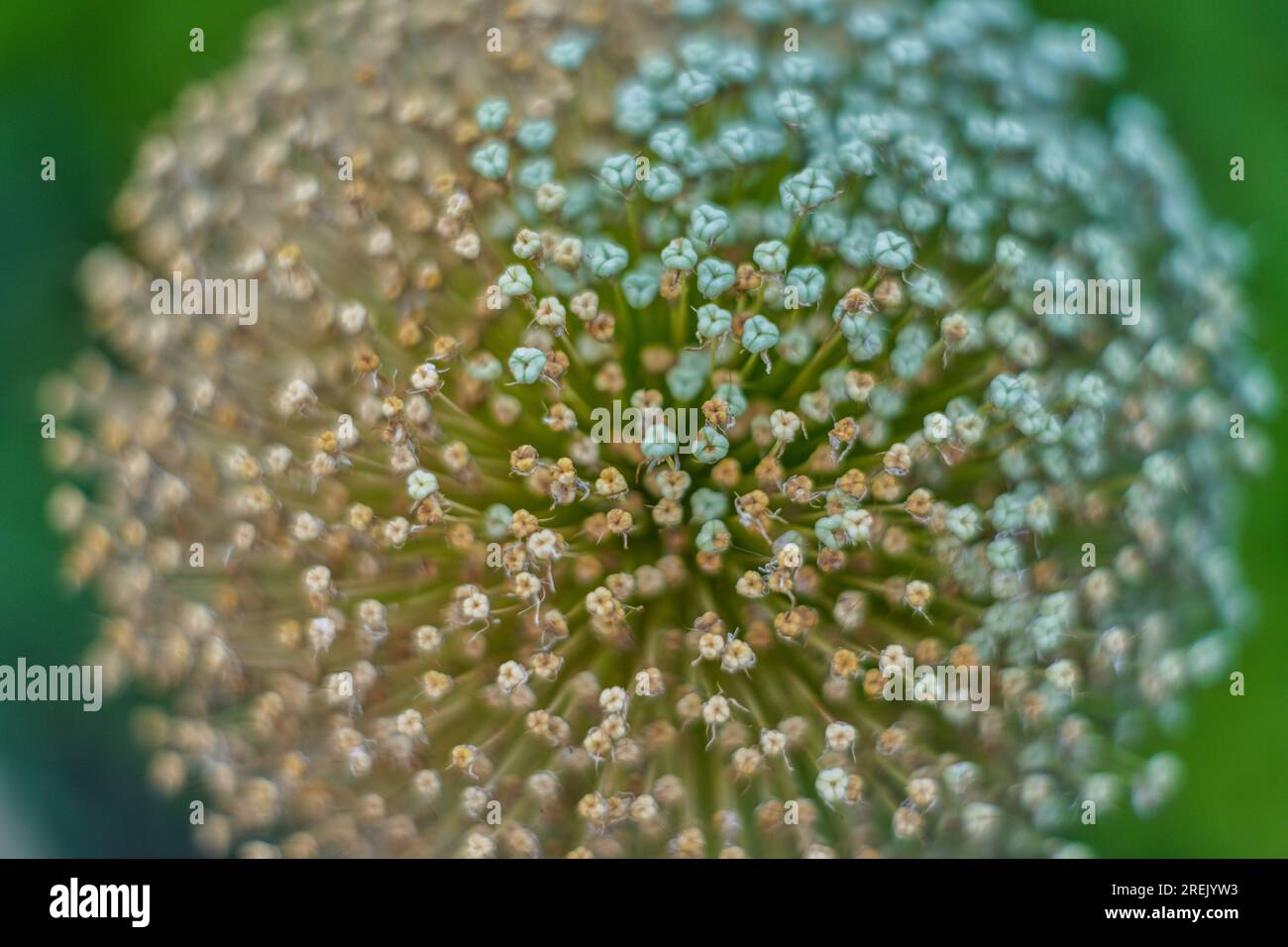 Giant garlic seed heads close up Stock Photo - Alamy