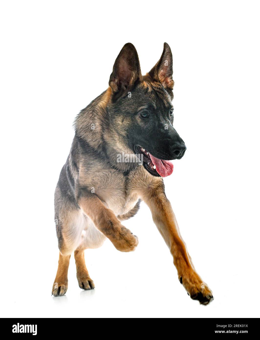 young german shepherd in front of white background Stock Photo - Alamy