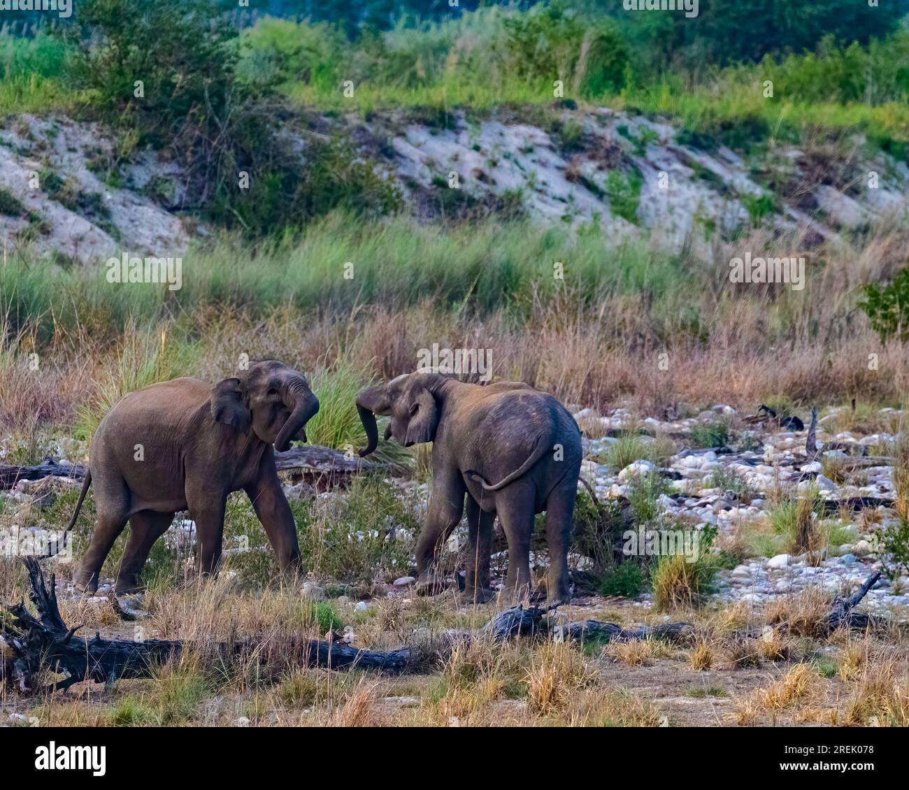 Two Elephants fighting each other Stock Photo - Alamy