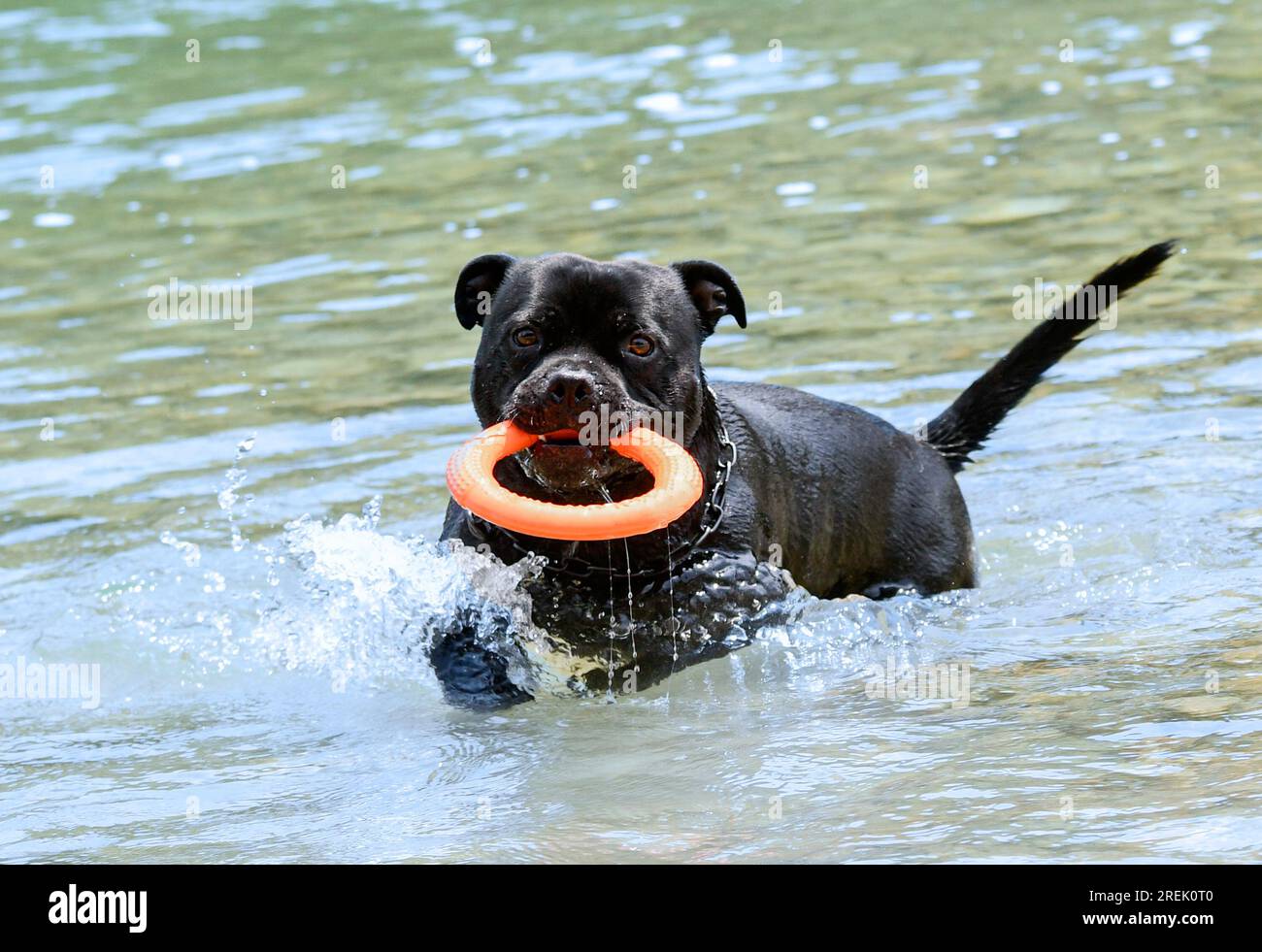 Young staffie hi-res stock photography and images - Alamy