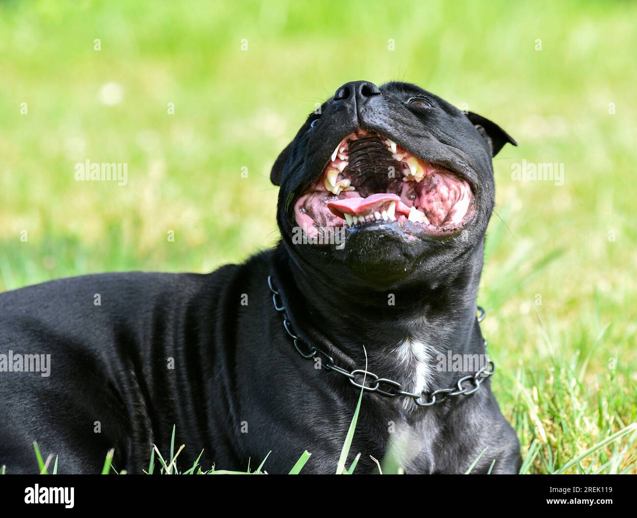 dog training for obedience discipline with a staffie Stock Photo - Alamy