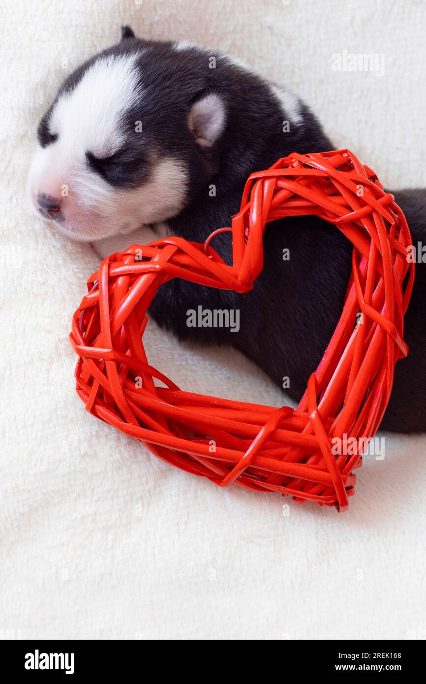 Cute siberian husky puppy sleeps with red heart on a white fluffy ...
