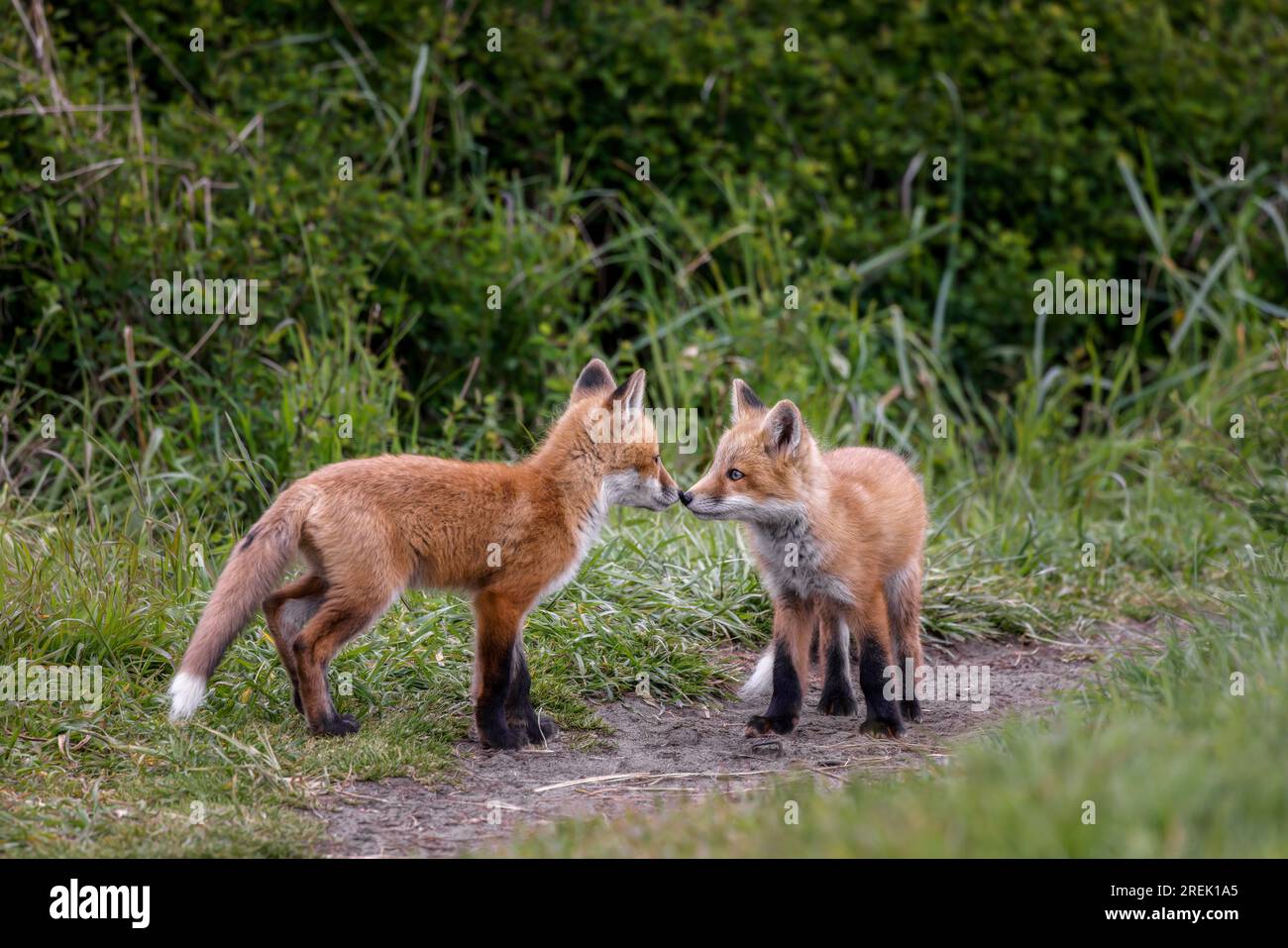 Smooches hi-res stock photography and images - Alamy