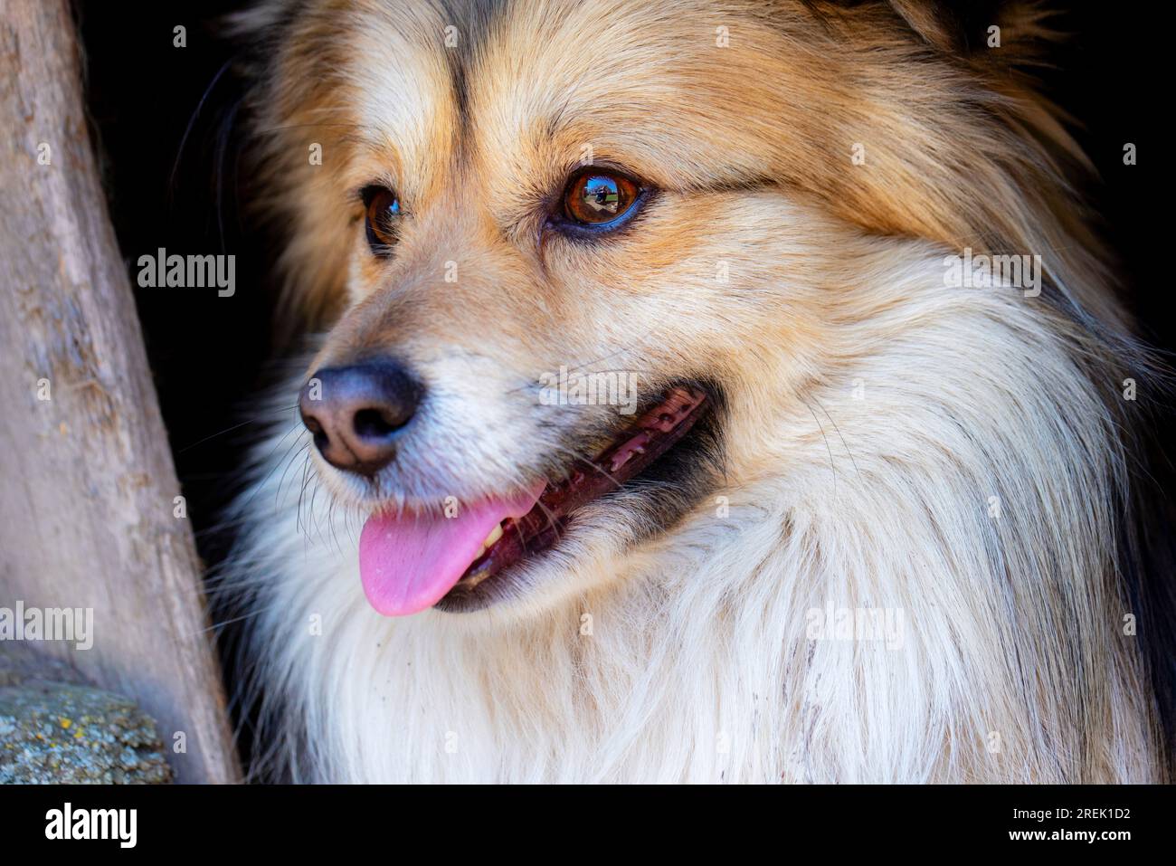 Closeup portrait of cute mutt dog. The muzzle of a mongrel with red ...