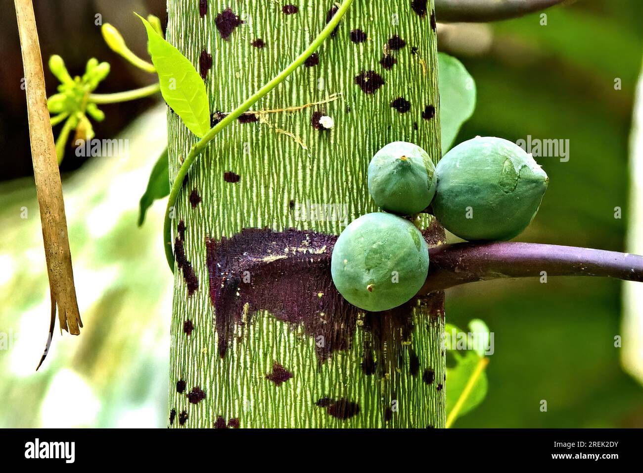 Caribbean papaya hi-res stock photography and images - Alamy
