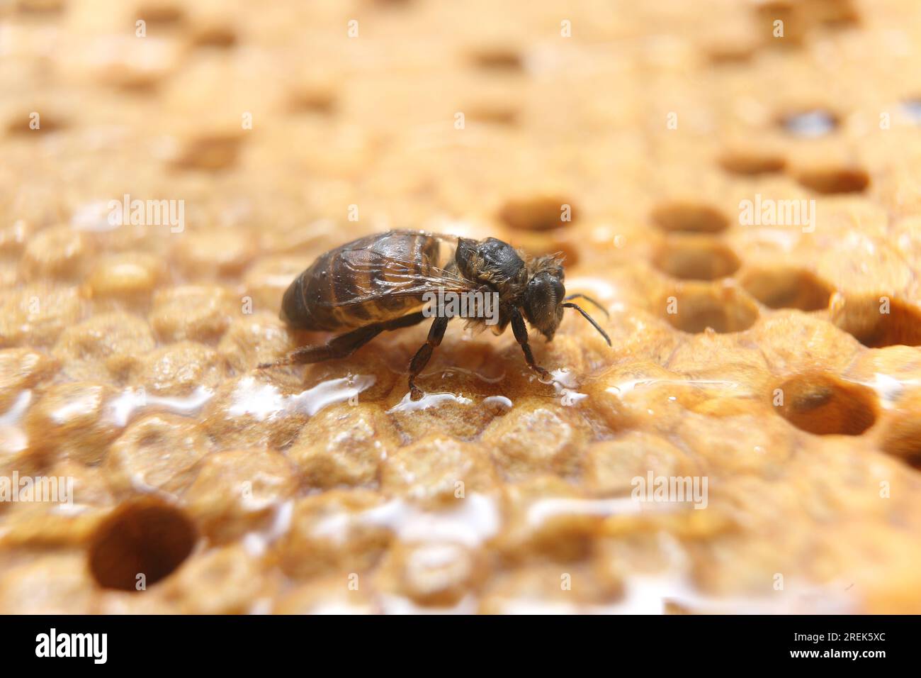 Brood of bees hi-res stock photography and images - Alamy