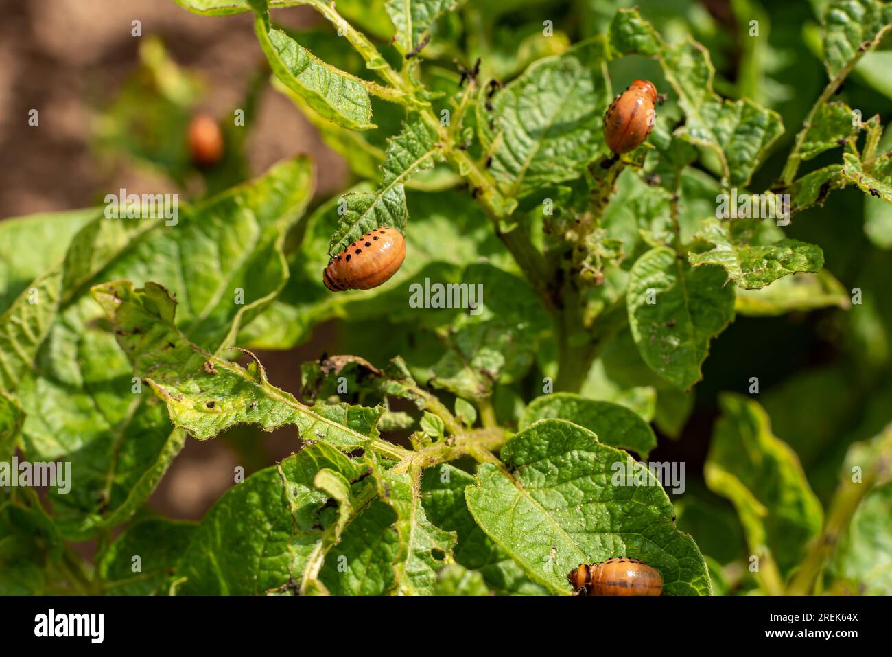 Colorado potato beetles eat potato leaves close-up. Insect pests of ...
