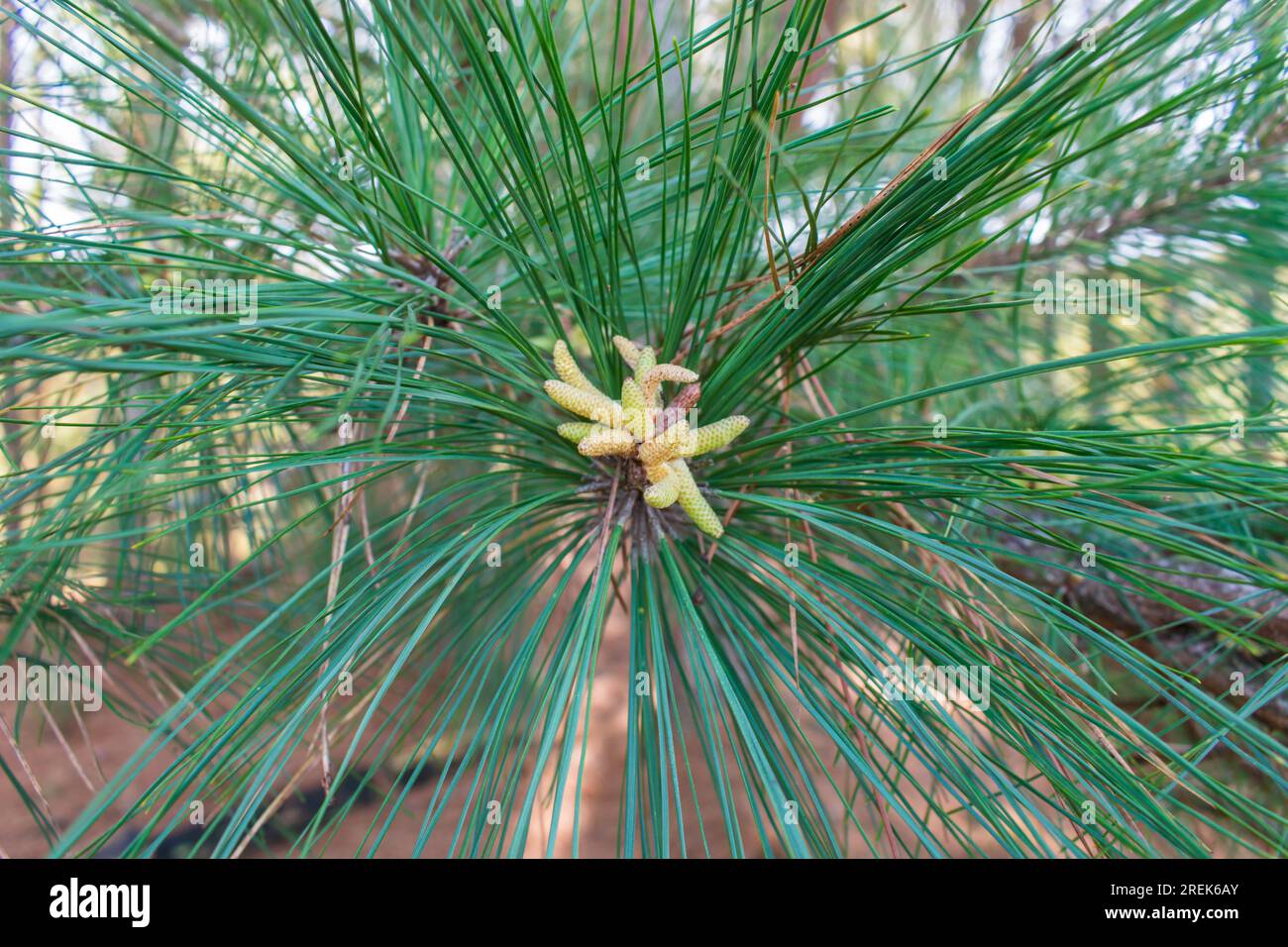 Slash pine branch hi-res stock photography and images - Alamy
