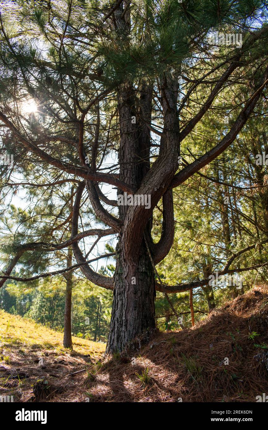 Beautiful, unique pine tree at Ronda Municipal Park in Sao Francisco de ...
