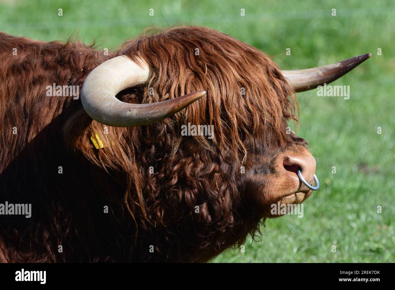 Scottish Highland Cattle - The breeding bull Stock Photo - Alamy