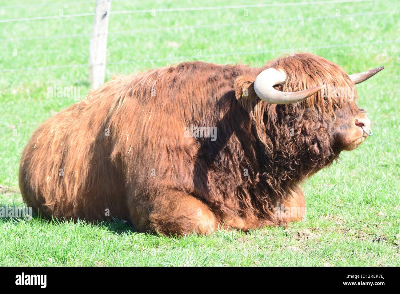 Scottish Highland Cattle - The breeding bull Stock Photo - Alamy