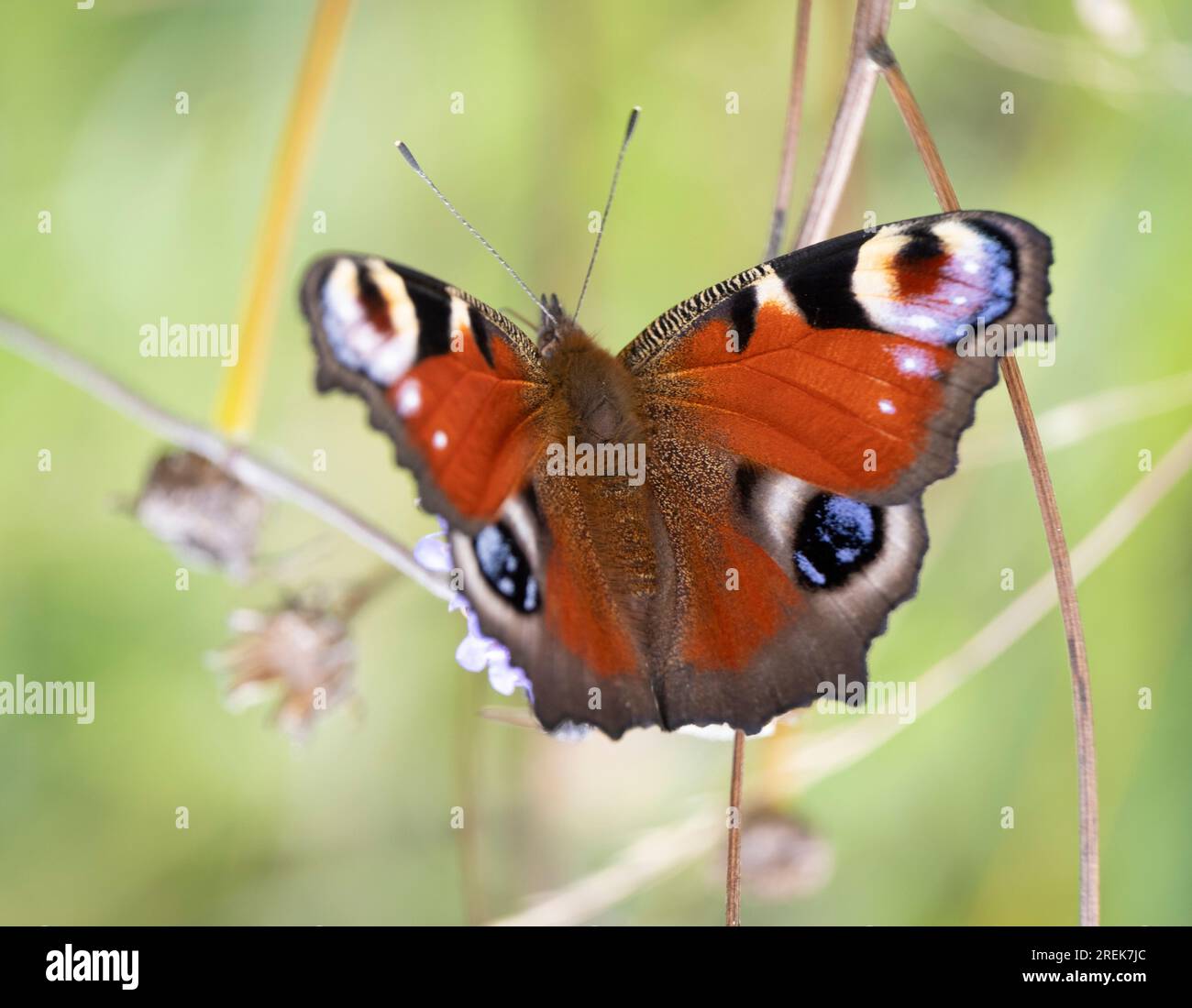 Beautiful european peacock butterfly hi-res stock photography and ...