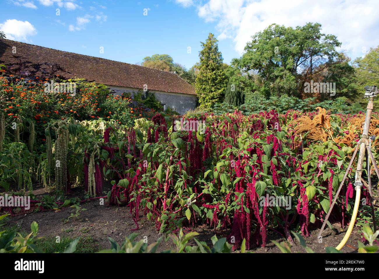 Red flowers and plants grown in a garden in summer Stock Photo - Alamy