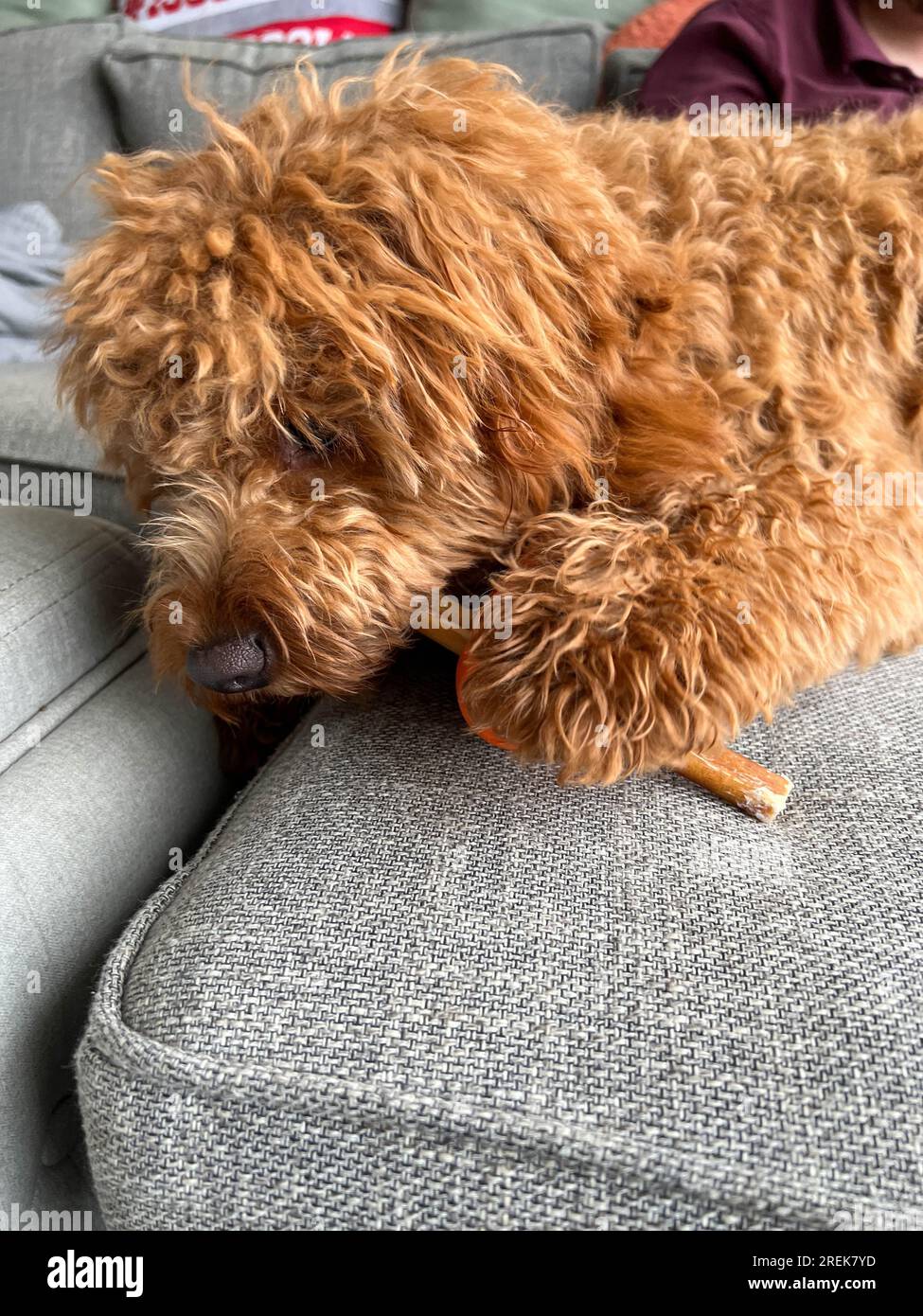 A cute fluffy red colored Cavapoo puppy eating a treat Stock Photo - Alamy