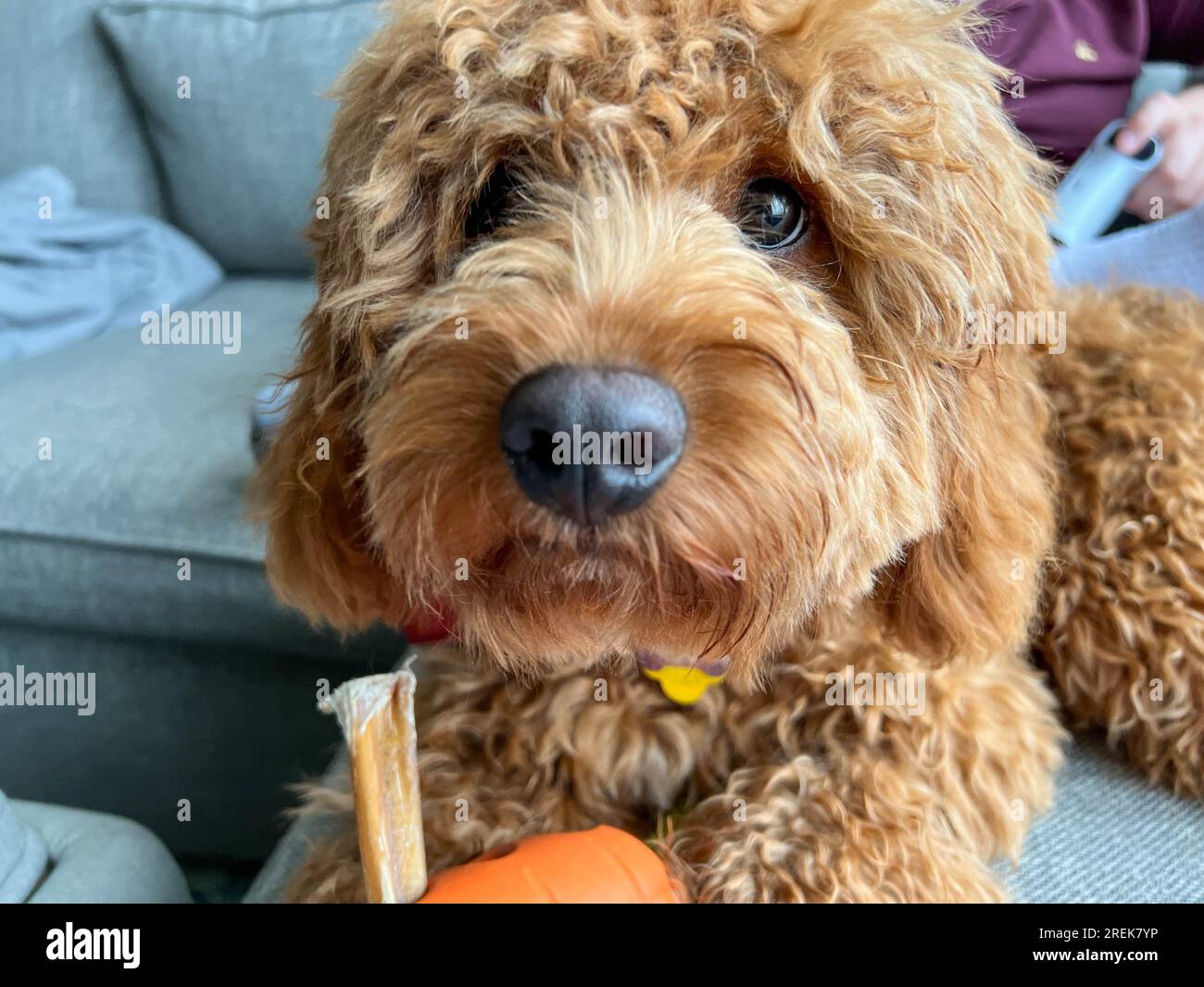 A cute fluffy red colored Cavapoo puppy eating a treat Stock Photo - Alamy