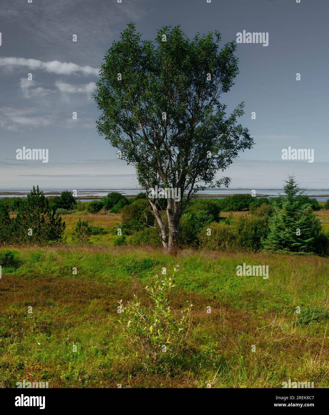 Small tree big tree hi-res stock photography and images - Alamy