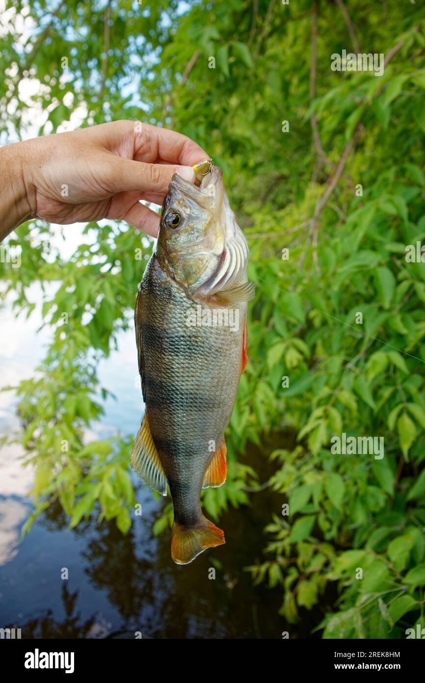 Perch to hand hi-res stock photography and images - Alamy