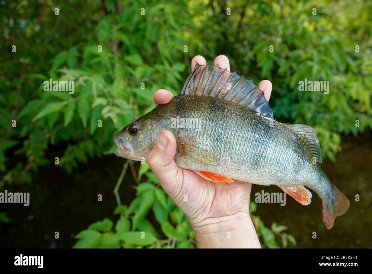 European perch in fisherman's hand, summer scenery Stock Photo - Alamy