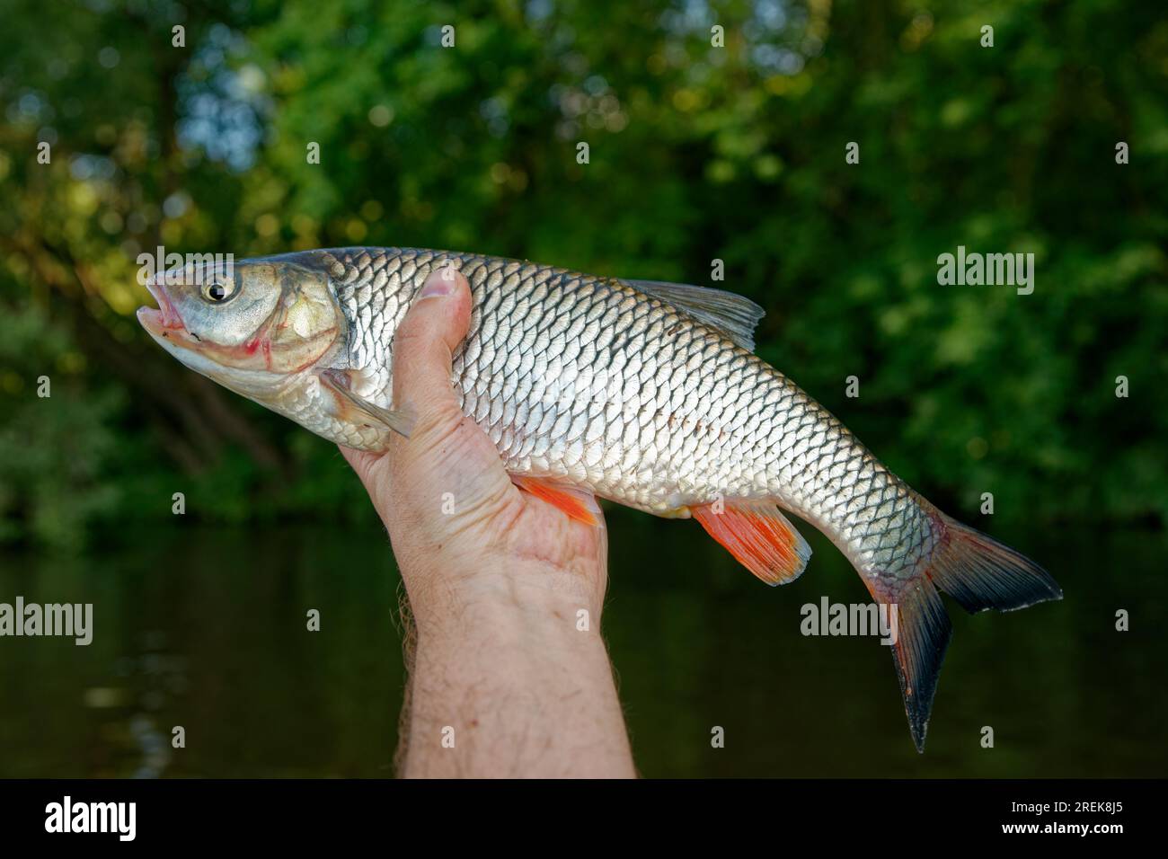Chub fish hi-res stock photography and images - Alamy