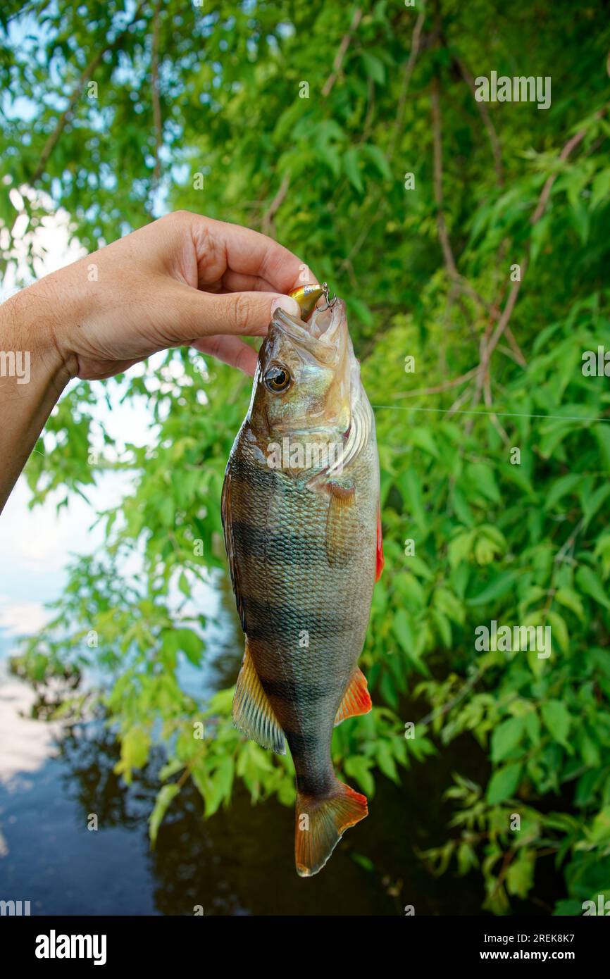 European perch in fisherman's hand, summer scenery, green leaves in the ...