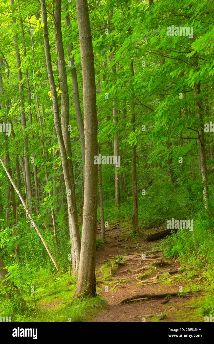 Forest hiking trail, Crescent Lake Park, Southington, Connecticut Stock ...