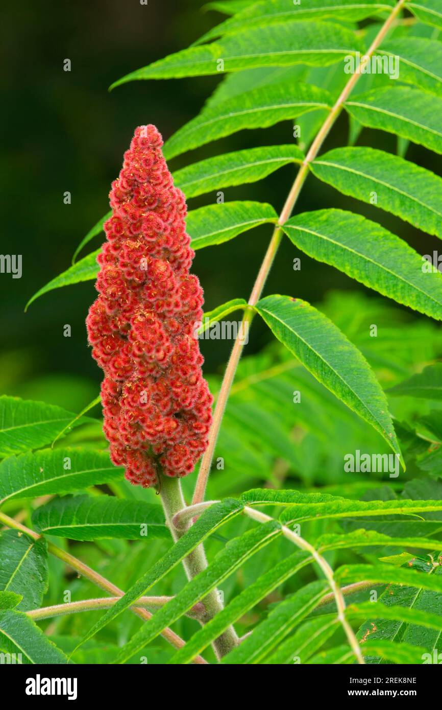 Staghorn sumac fruit rhus typhina hi-res stock photography and images ...