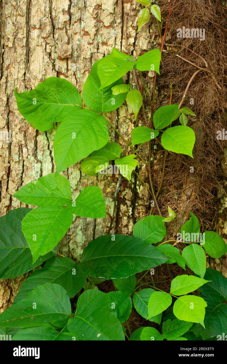 Poison ivy (Toxicodendron radicans), West Hartford Reservoirs, West ...