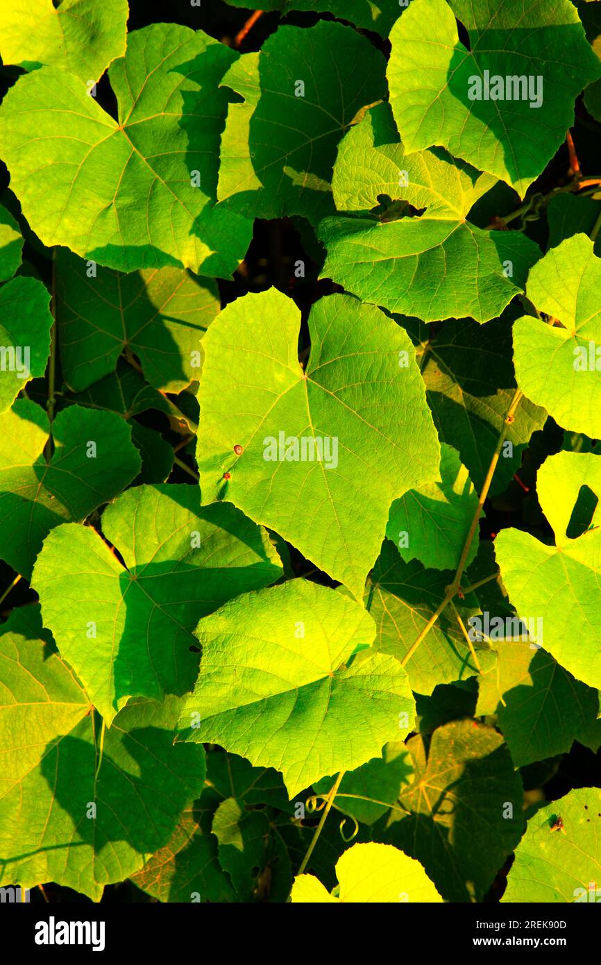 Wild grape leaves, Batterson Park Pond State Boat Launch, New Britain ...