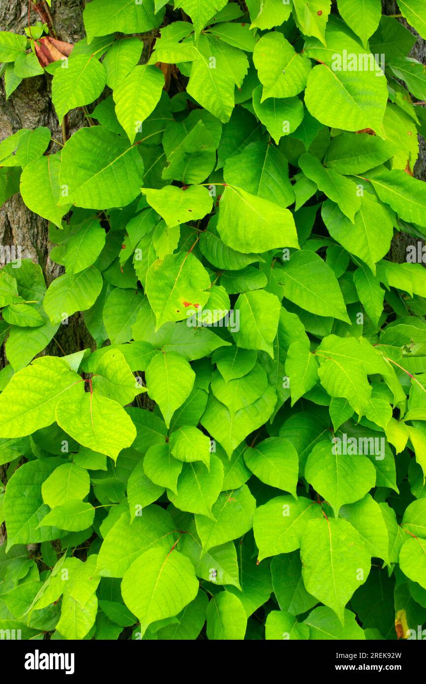 Toxicode Toxicodendron Radicans Ssp. Radicans"