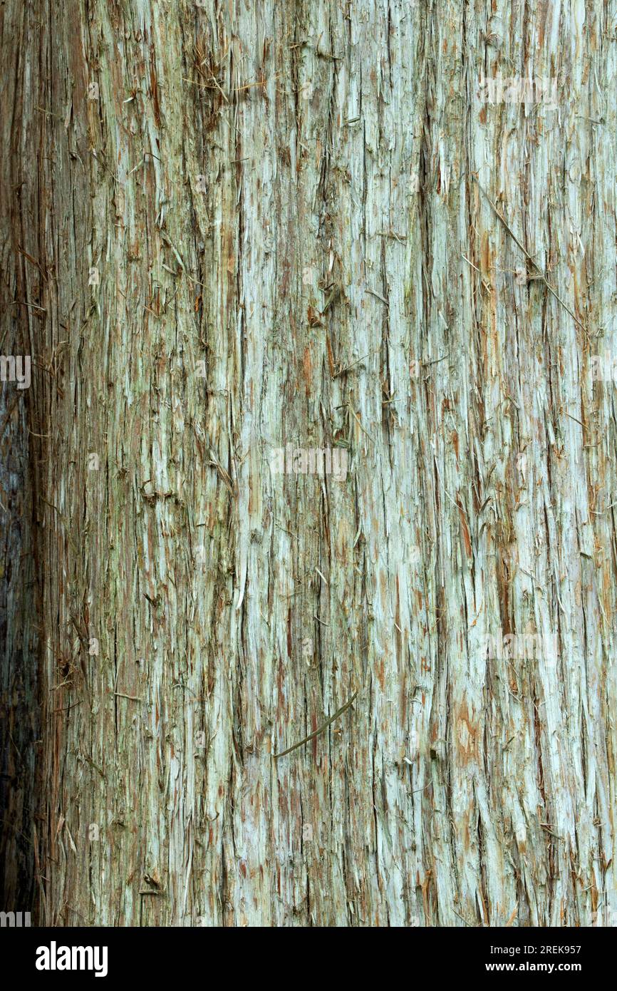 Eastern Red Cedar Bark Eastern Redcedar | Ontario.ca