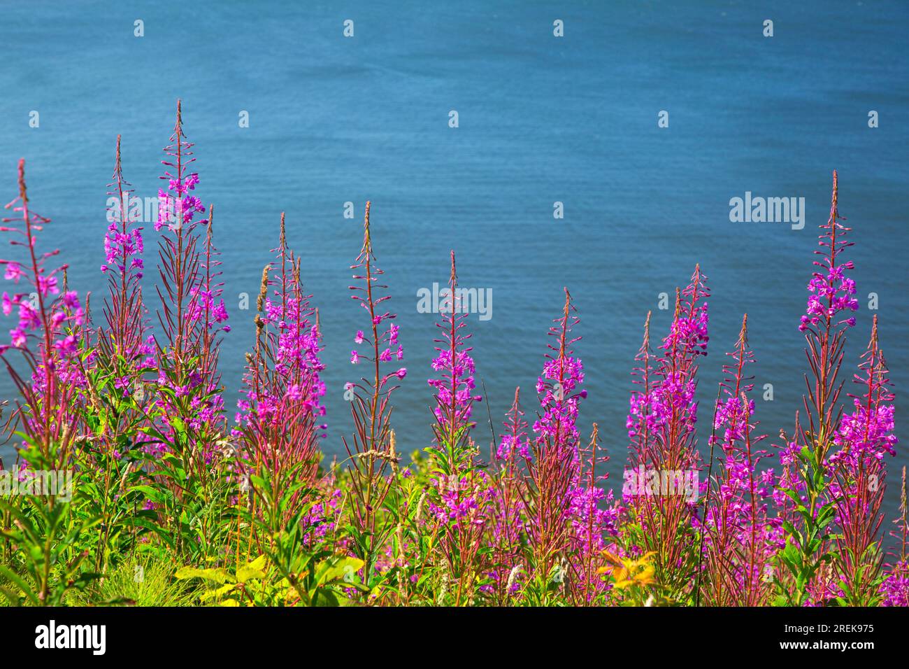 Fireweed bloom, Yaquina Head Outstanding Natural Area, Newport, Oregon ...