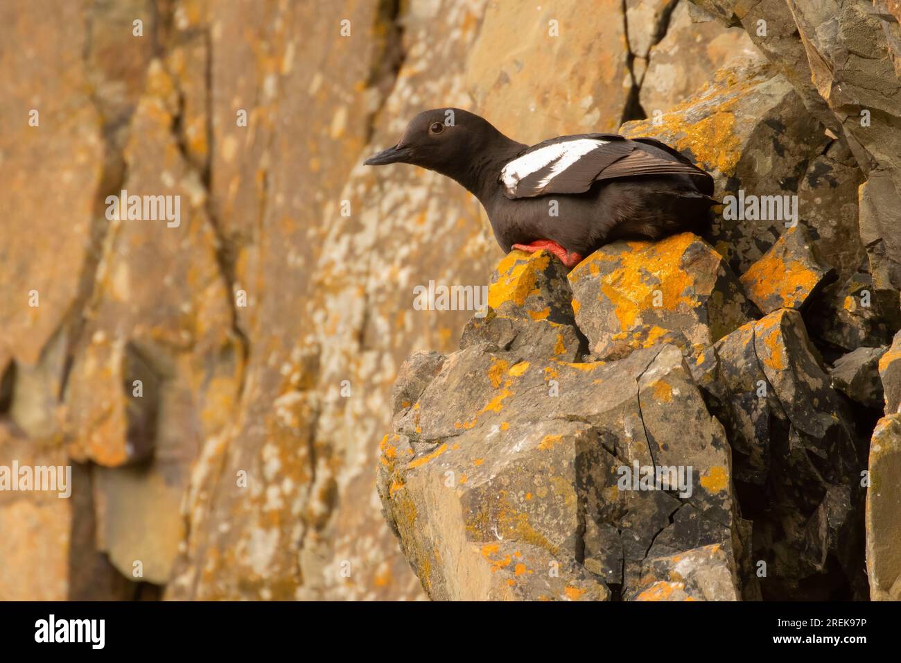 Pigeon guillemot (Cepphus columba), Seal Rock State Park, Oregon Stock ...