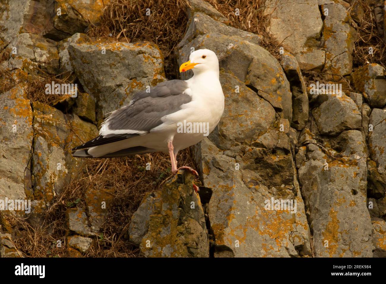 Western gull (Larus occidentalis), Seal Rock State Park, Oregon Stock ...