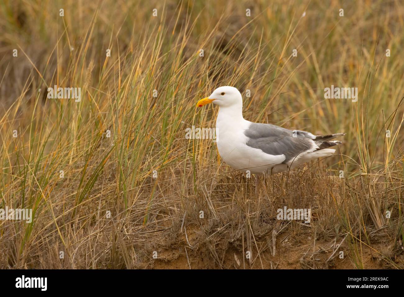 Western gull (Larus occidentalis), Seal Rock State Park, Oregon Stock ...