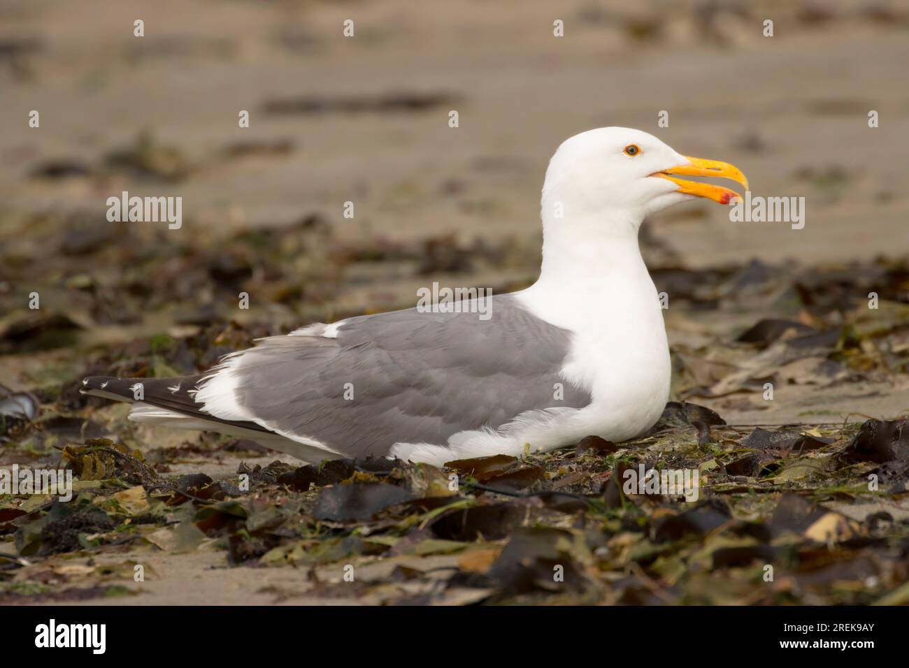 Western gull (Larus occidentalis), Seal Rock State Park, Oregon Stock ...
