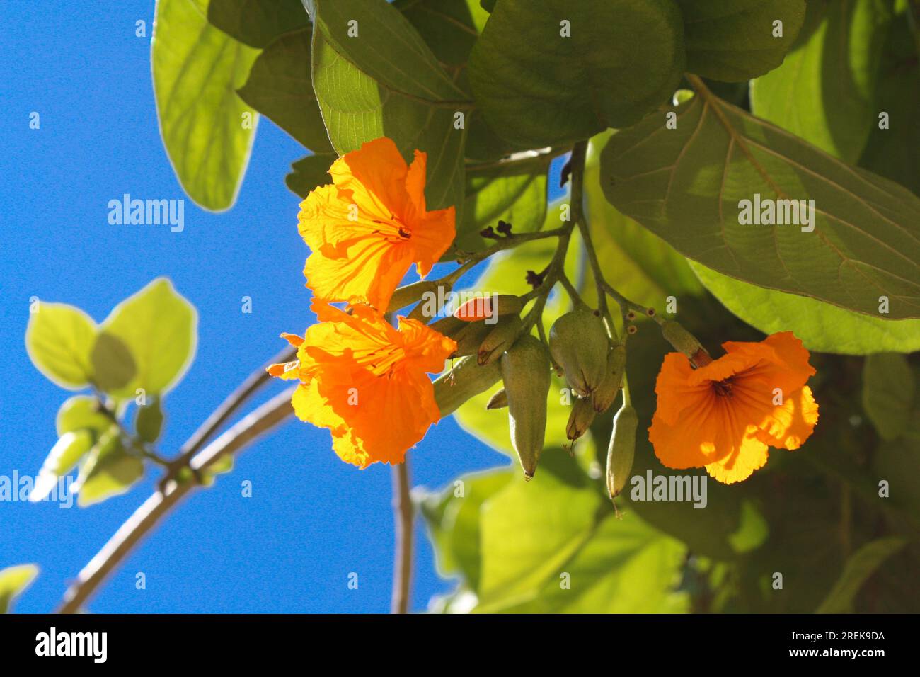 Floral view in Aruba, Dutch Caribbean Stock Photo - Alamy