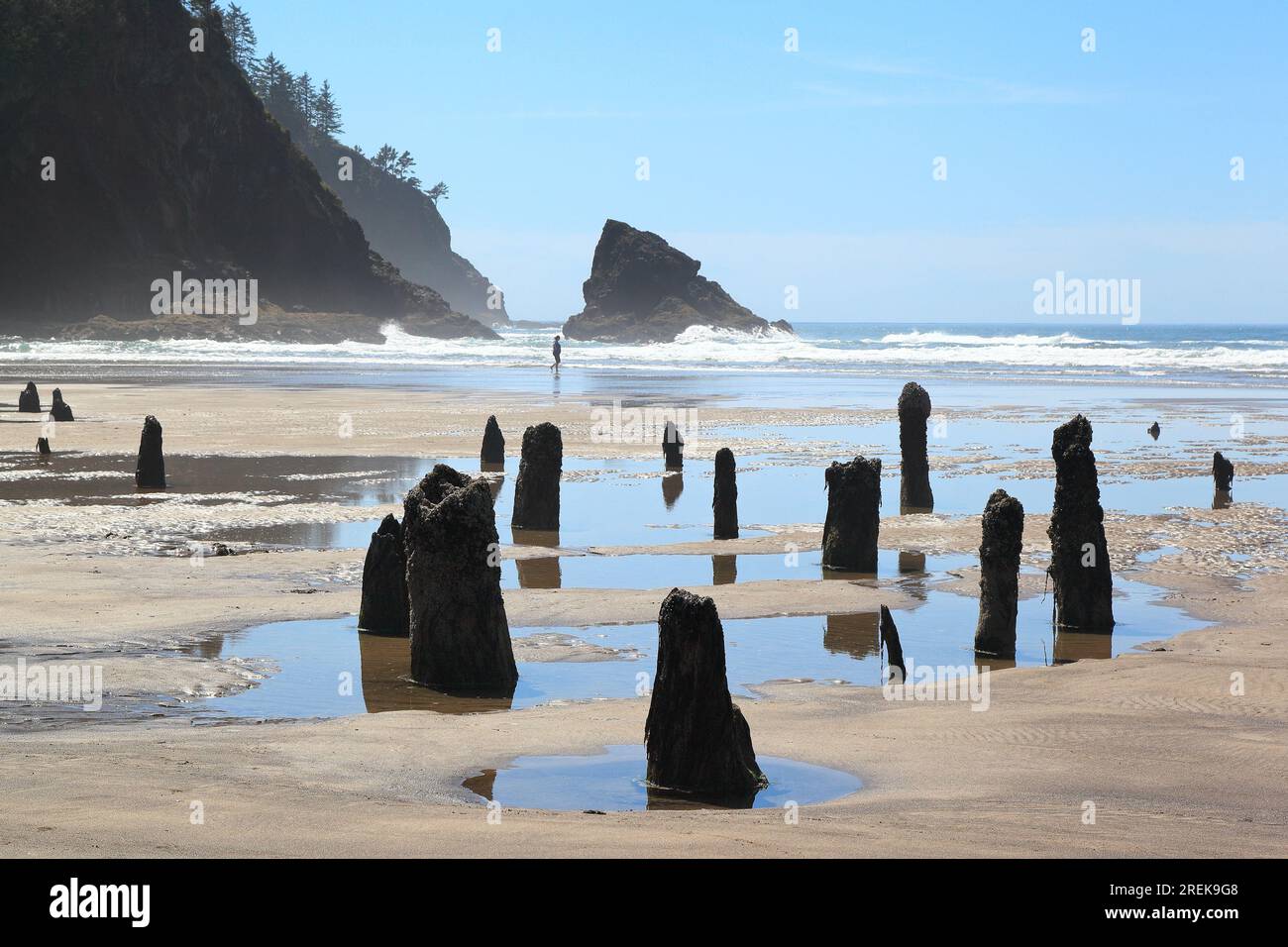 Along the Oregon Coast: Neskowin Ghost Forest on Neskowin Beach ...