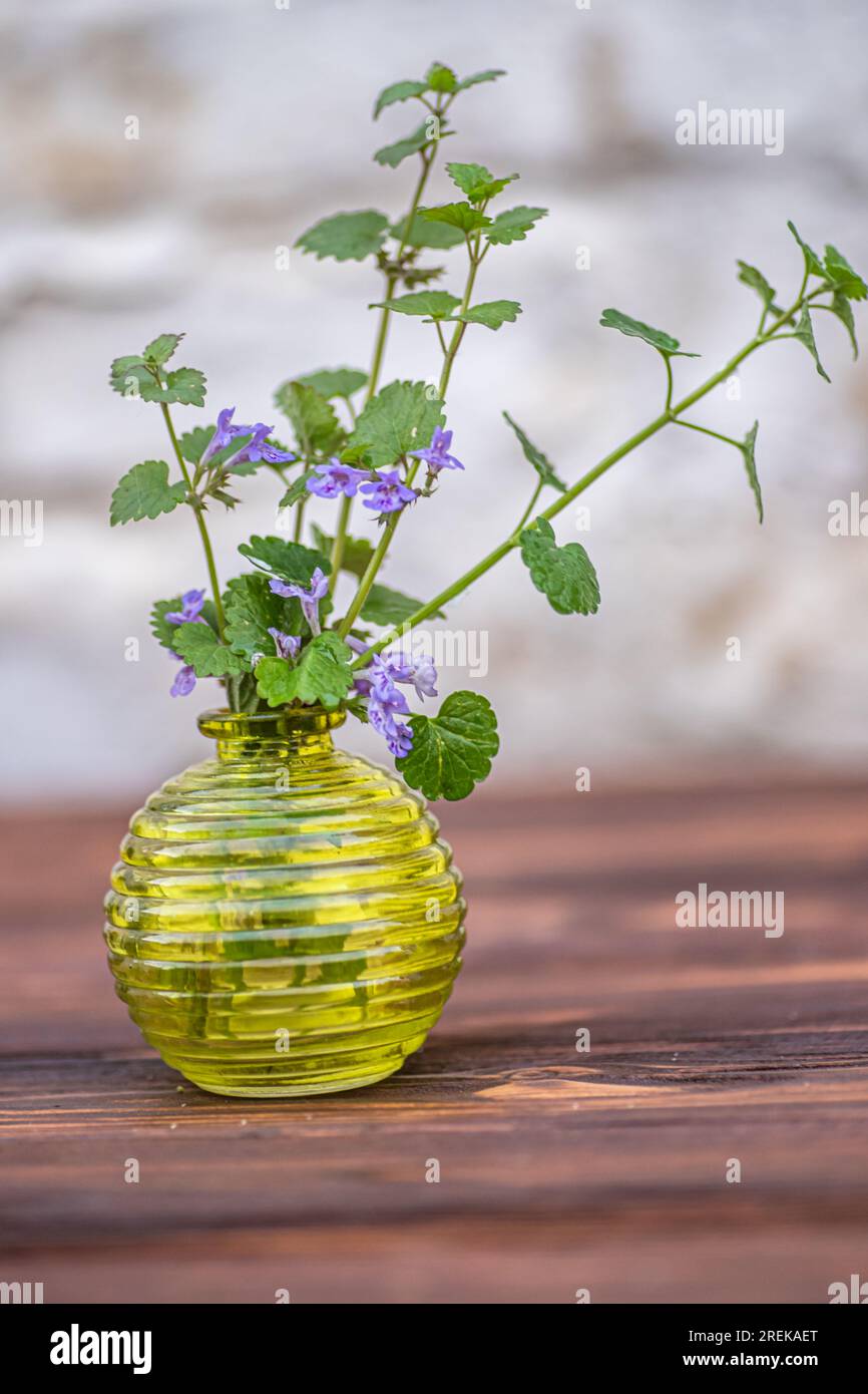 Glechoma hederacea, ground-ivy, gill-over-the-ground, creeping charlie ...