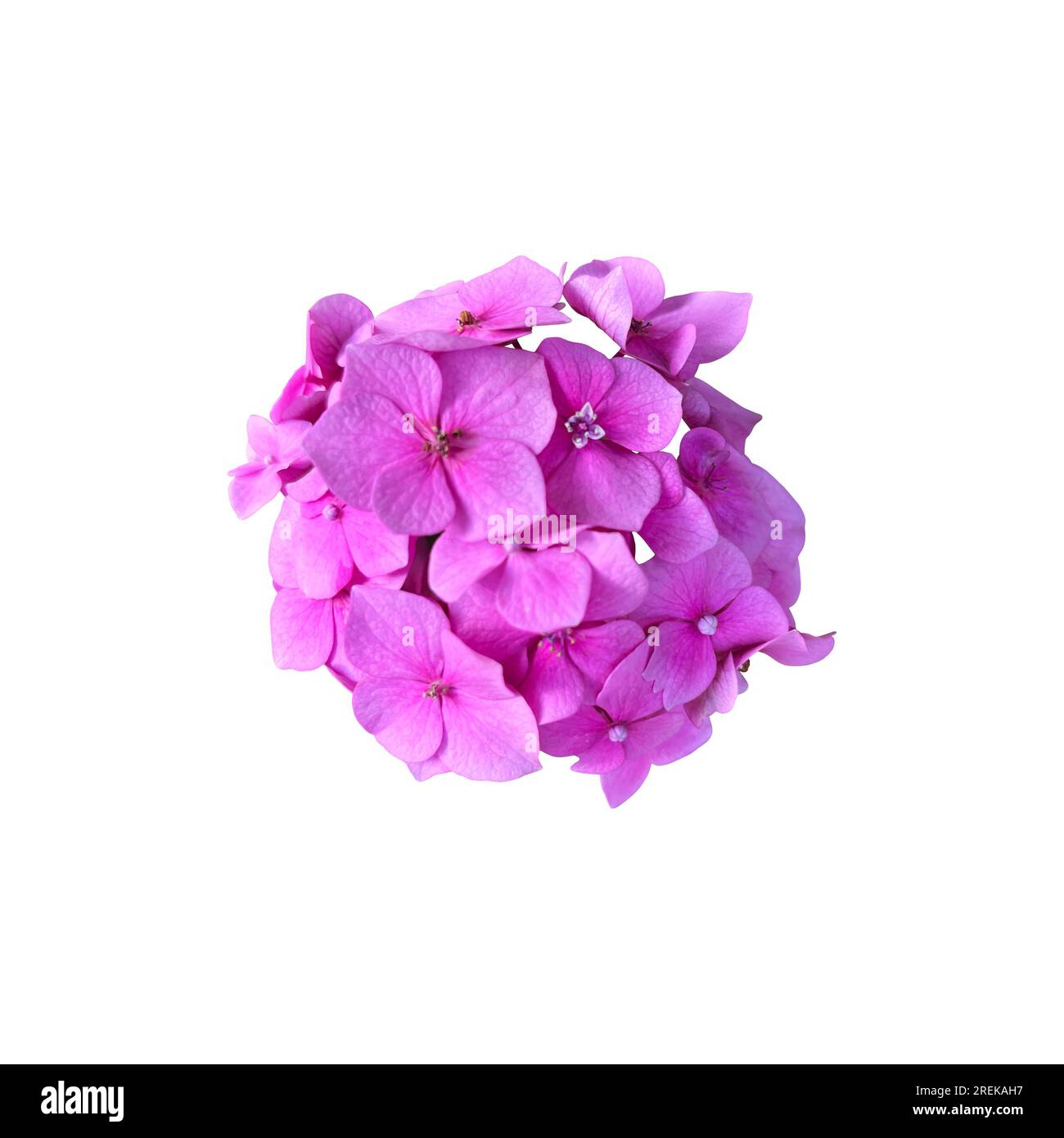 Hydrangea violet garden flower blooming head isolated plant, cut out ...