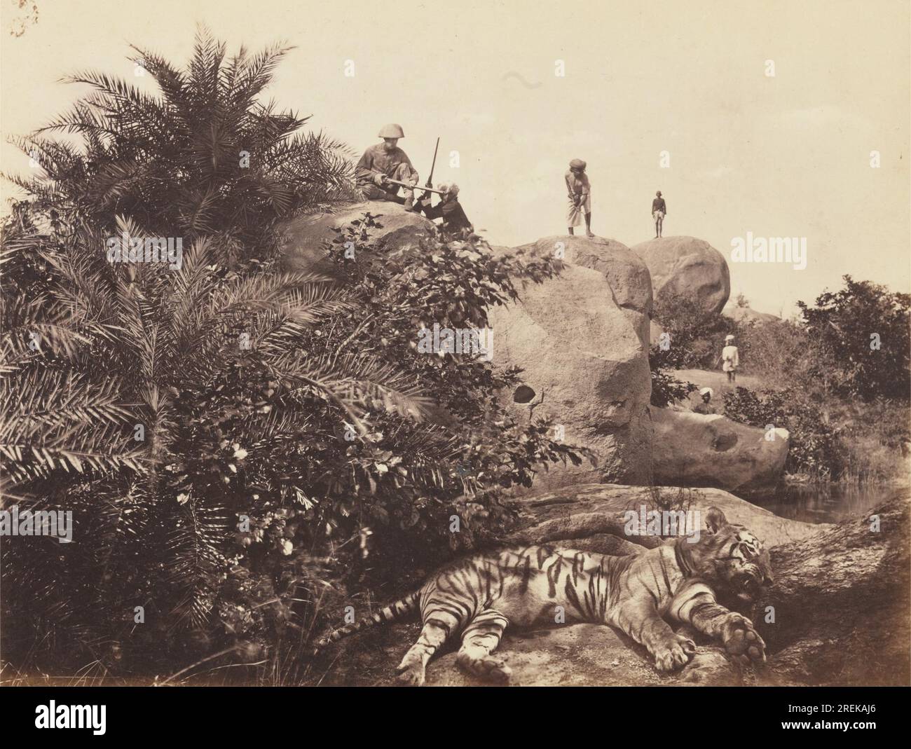 The Tiger Hunt: Bagged circa 1872 by Willoughby Wallace Hooper Stock ...