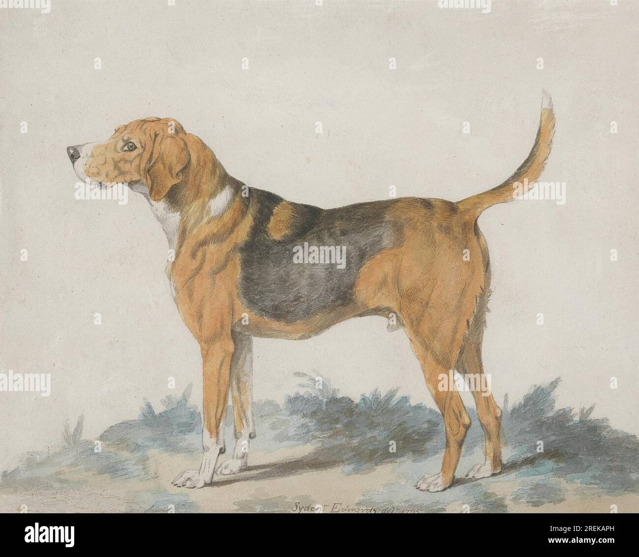 Hound Standing: profile, facing left 1795 by Sydenham Edwards Stock ...