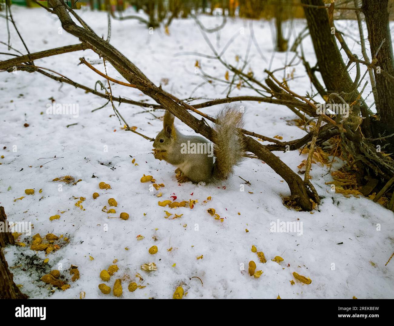 A squirrel sits in the snow near a tree in winter and gnaws a peanut ...
