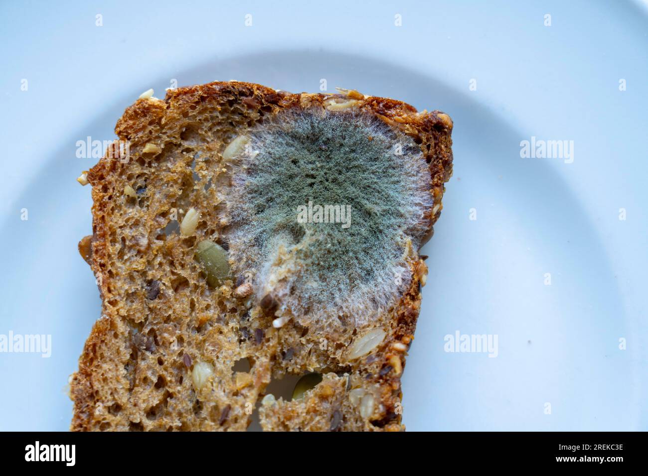 Mould on a slice of multigrain bread, mouldy Stock Photo - Alamy