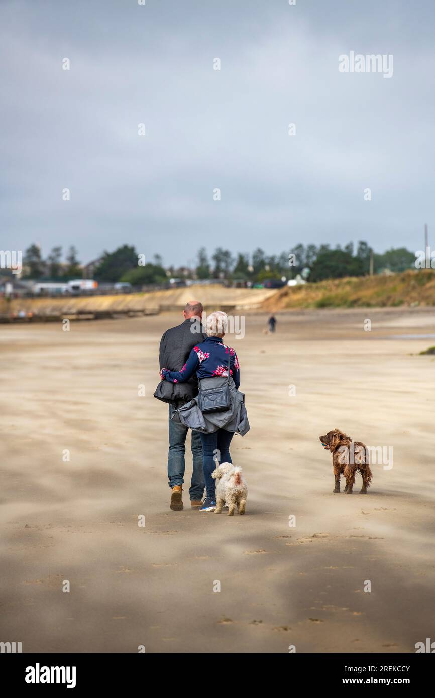 retired couple enjoying a walk on a windswept beach with their dogs ...