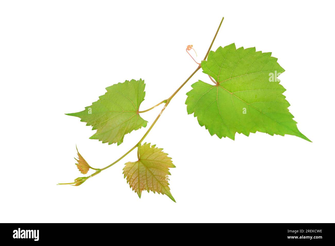Grapevine and leaves isolated on white background Stock Photo - Alamy