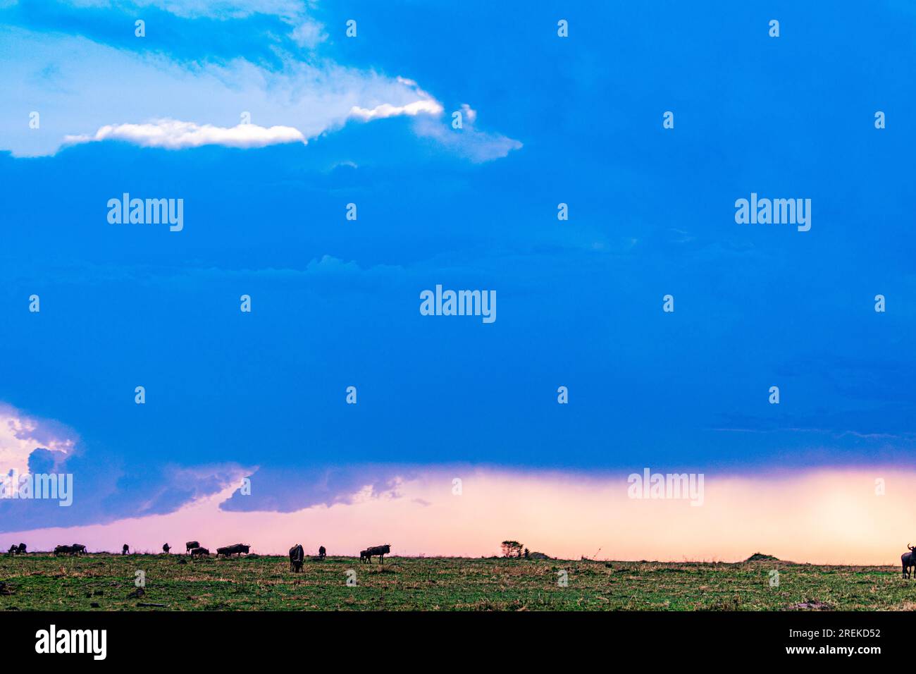 Maasai Mara National Reserve is an area of preserved savannah ...