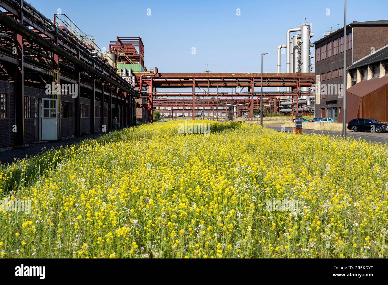 Nature at the Zollverein coking plant, Zollverein colliery, flowering ...