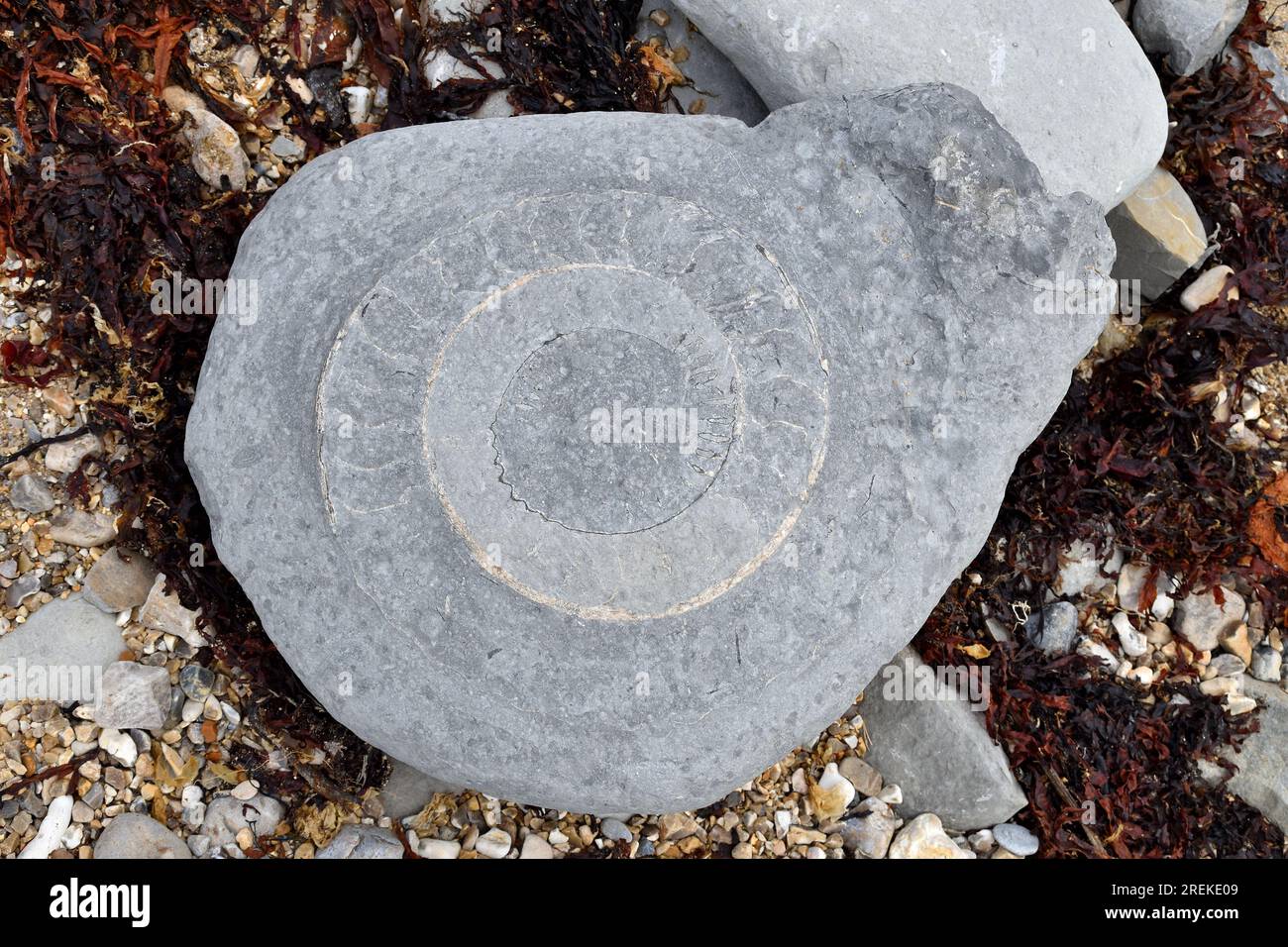 Fossil devon hi-res stock photography and images - Alamy