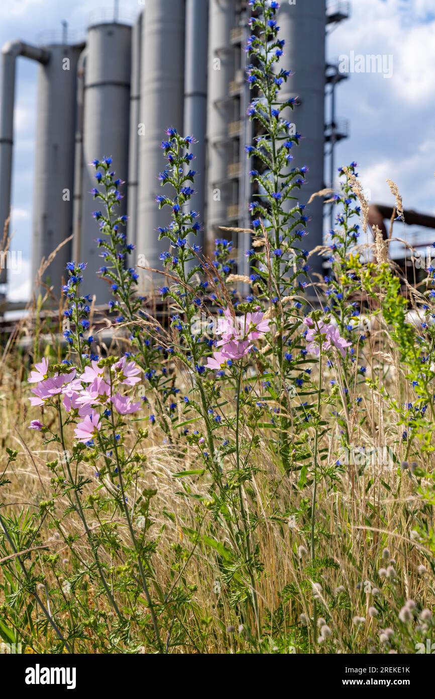 Nature at the Zollverein coking plant, Zollverein colliery, flowering ...