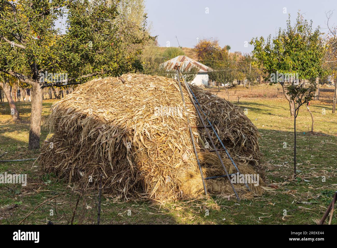 Bale of corn hi-res stock photography and images - Alamy